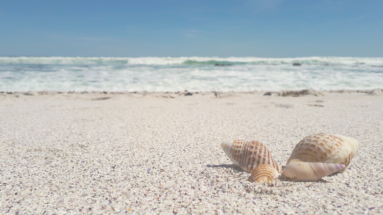 Puka Shells and the Spirit of Hawaii: A Deeper Look Into Their Meaning ...